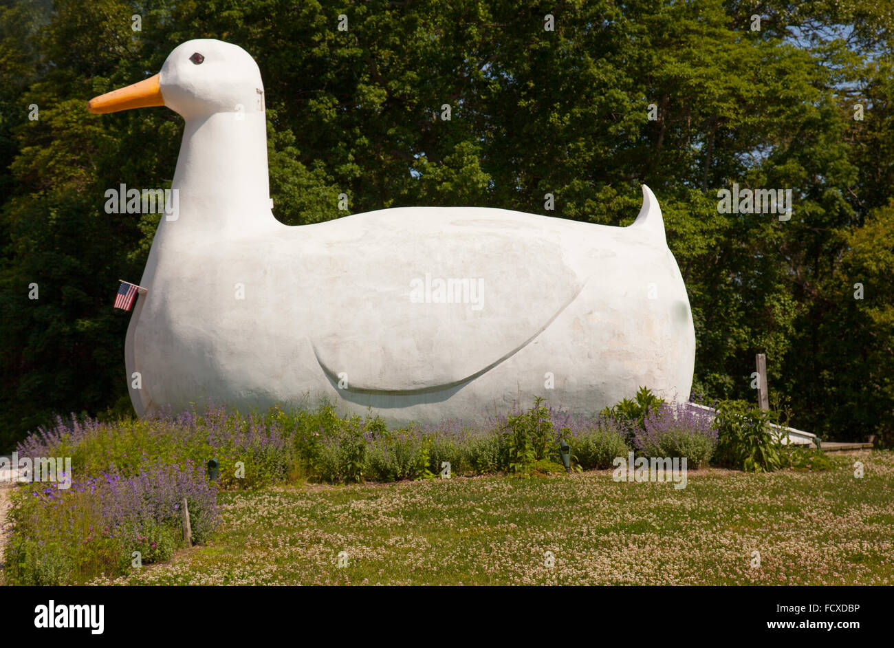 Big duck flanders hi-res stock photography and images - Alamy
