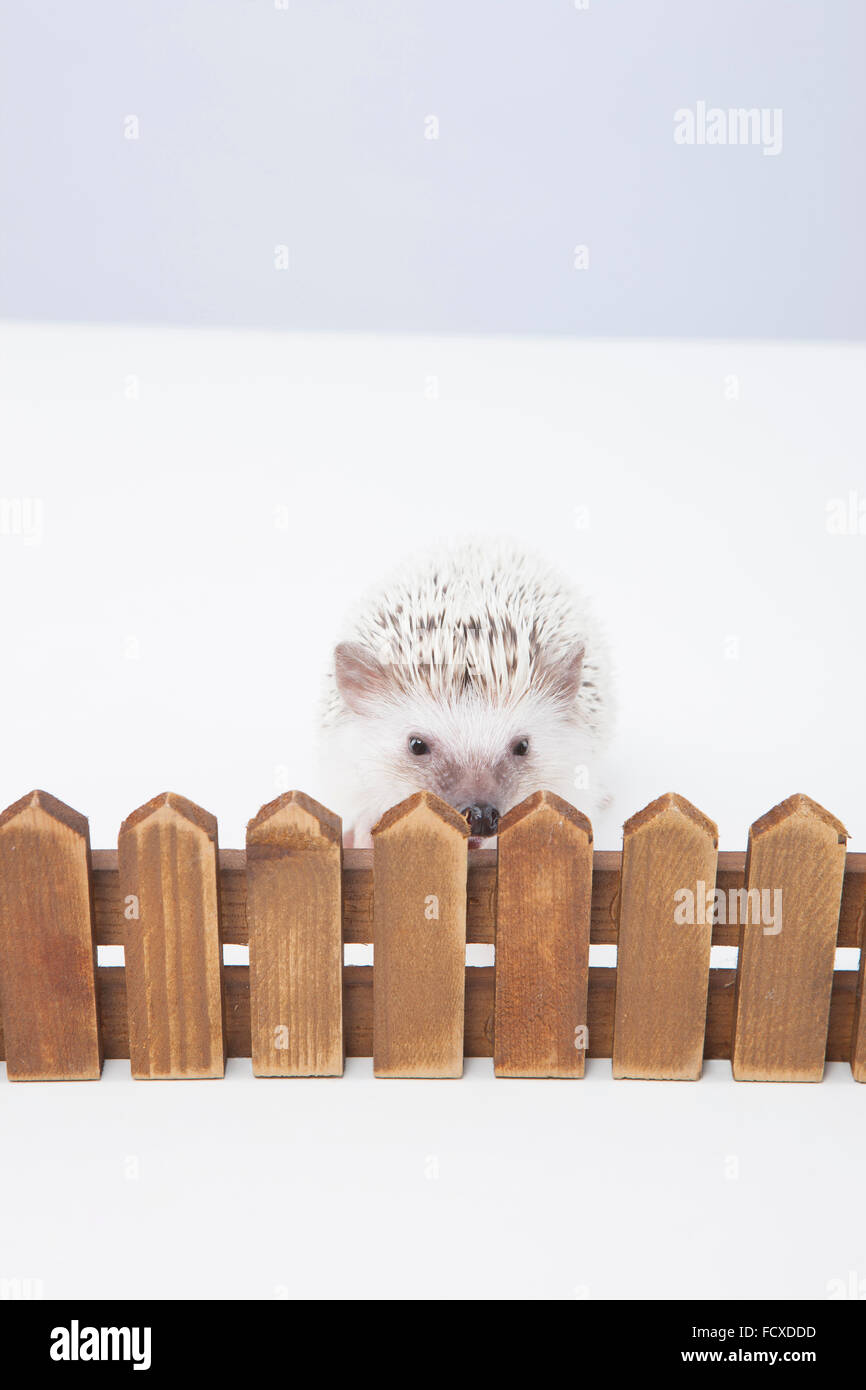 Hedgehog behind wood fence Stock Photo - Alamy