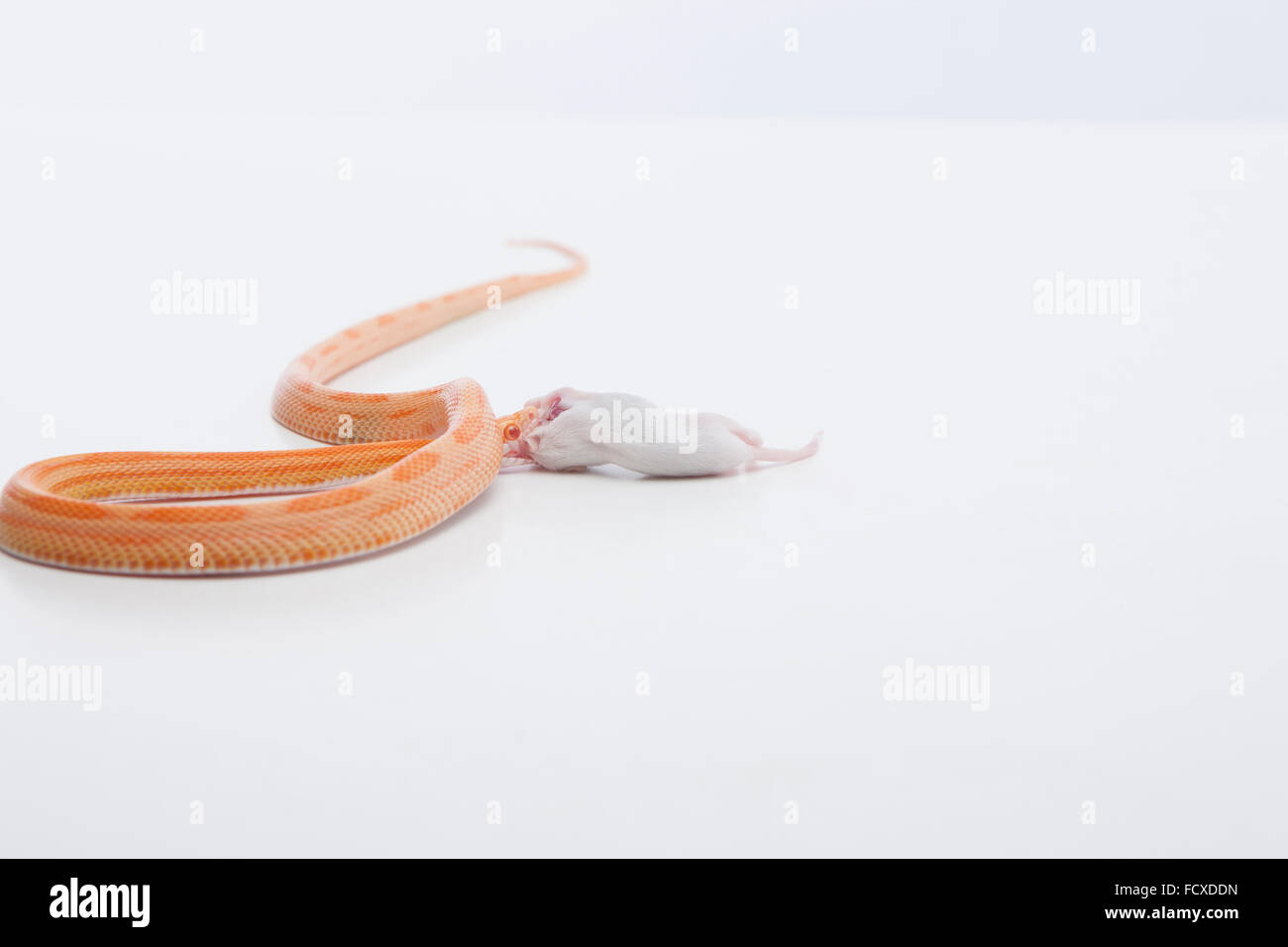 Orange snake hi-res stock photography and images - Alamy