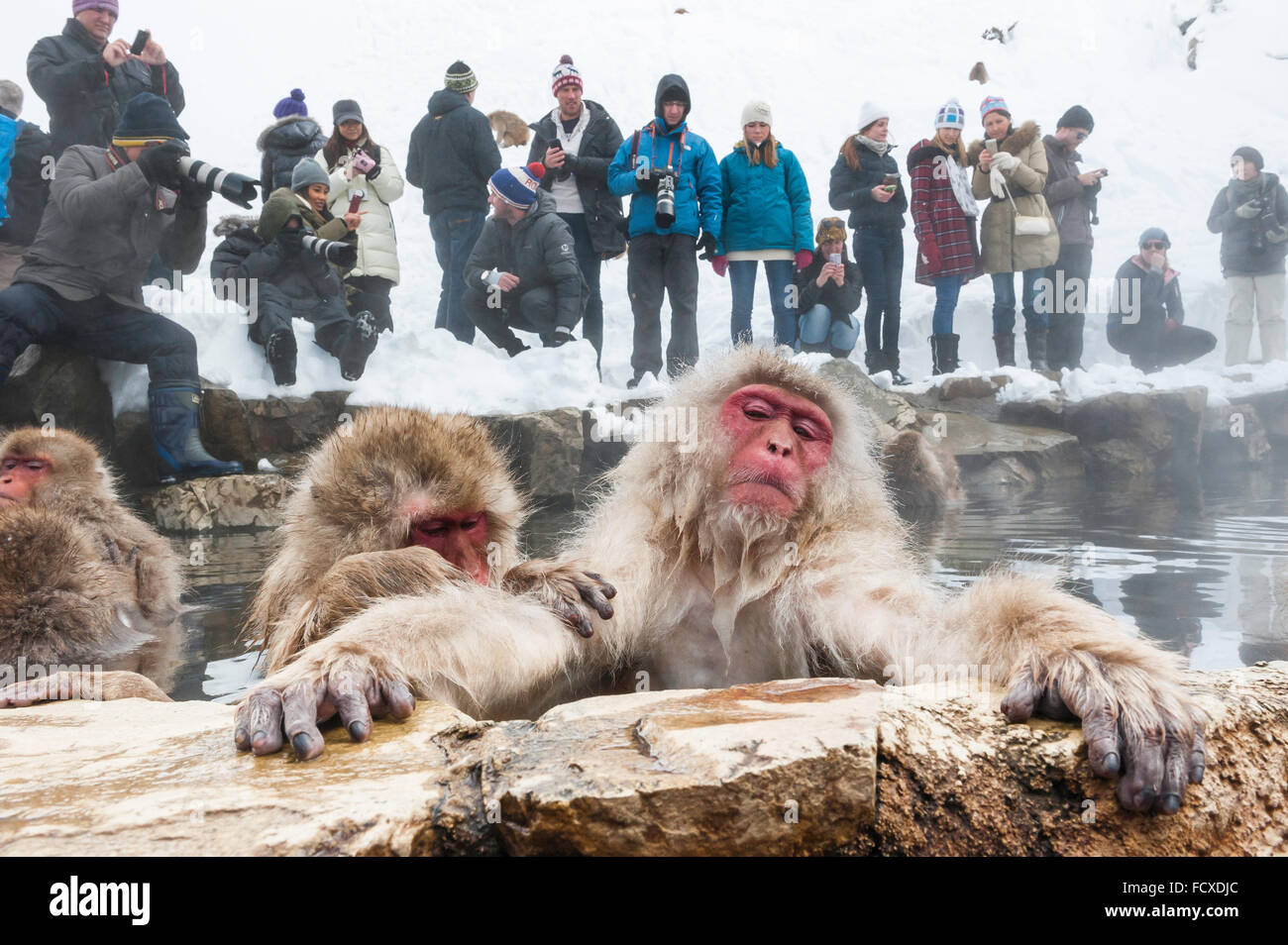 Japanese macaque, snow monkey, Macaca fuscata, at Jigokudani Monkey ...