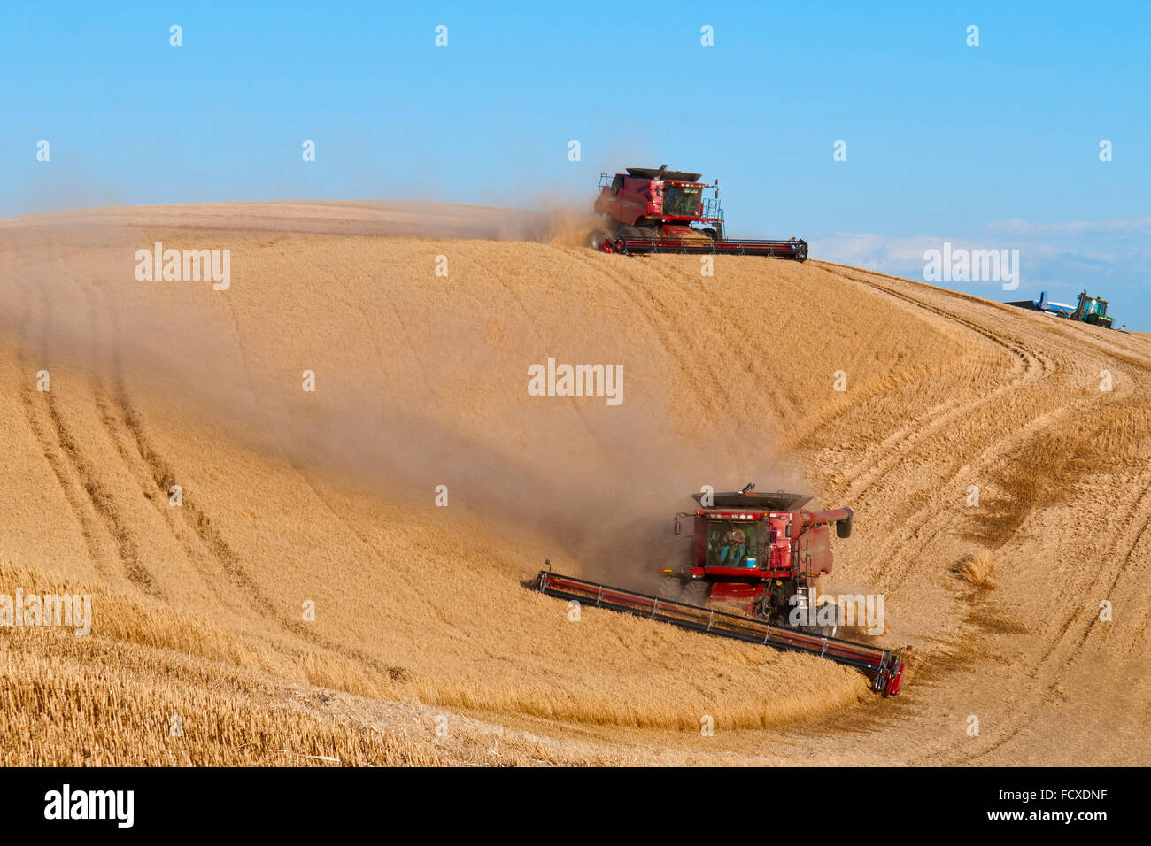 Multiple Case combines harvesting wheat on the hills of the Palouse ...