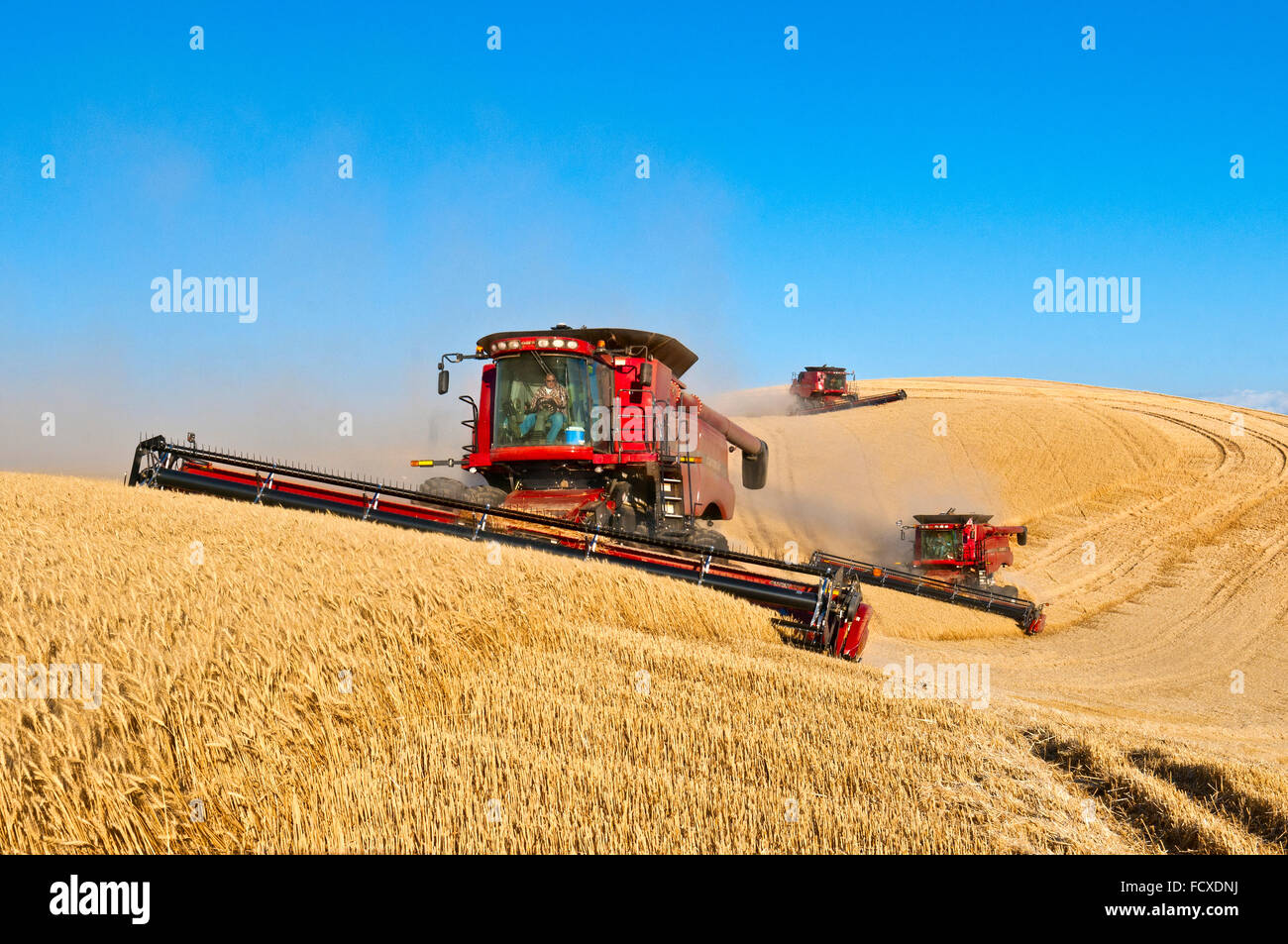 Multiple Case combines harvesting wheat on the hills of the Palouse ...
