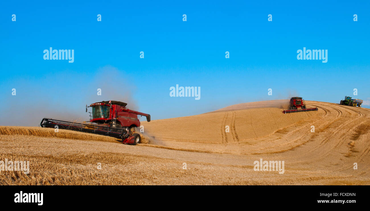 Multiple Case combines harvesting wheat on the hills of the Palouse ...