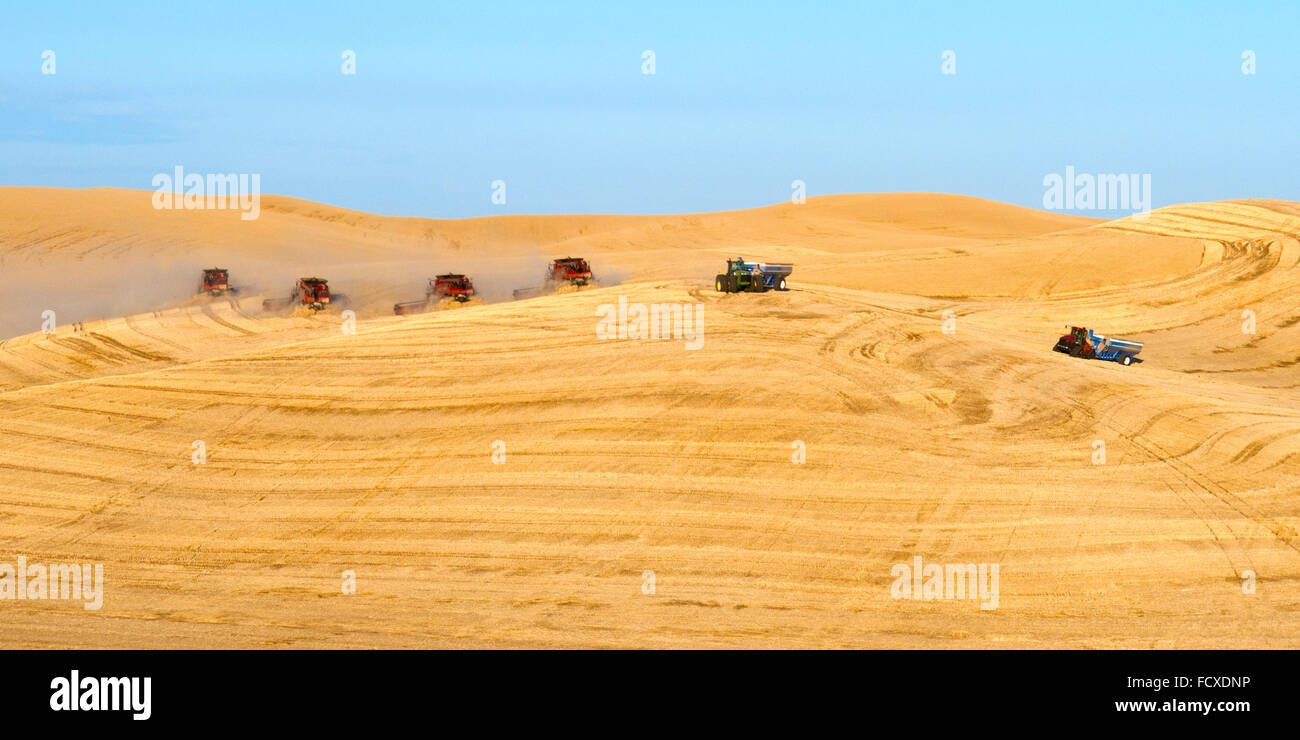 Multiple Case combines harvesting wheat on the hills of the Palouse ...
