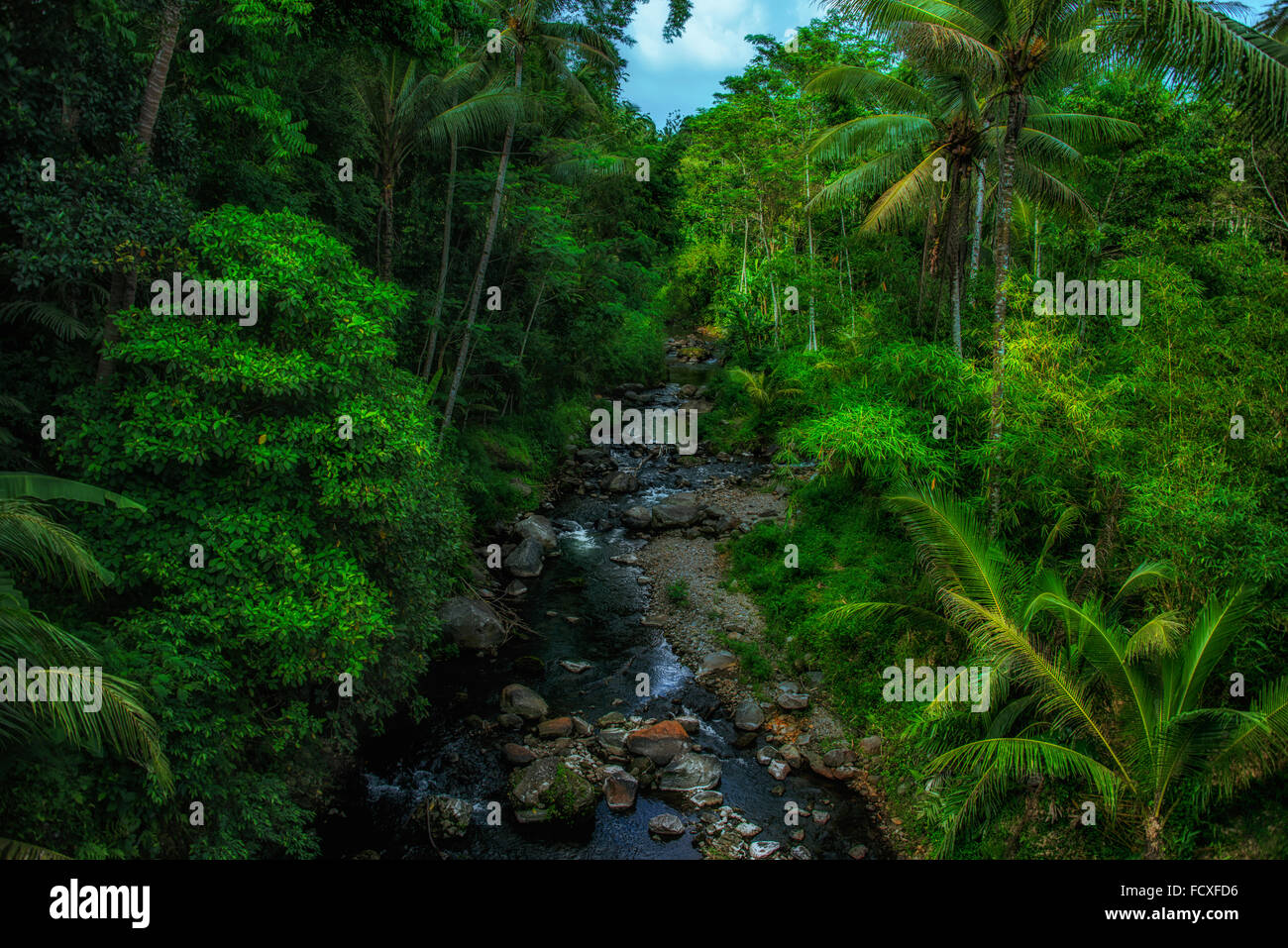 Indonesia jungle hi-res stock photography and images - Alamy