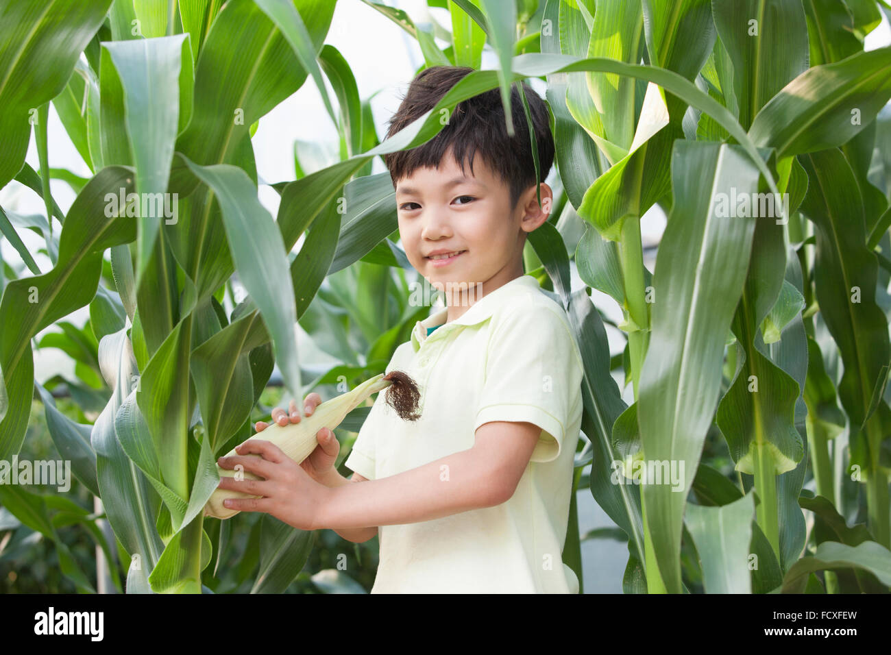 Male in a cornfield hi-res stock photography and images - Alamy