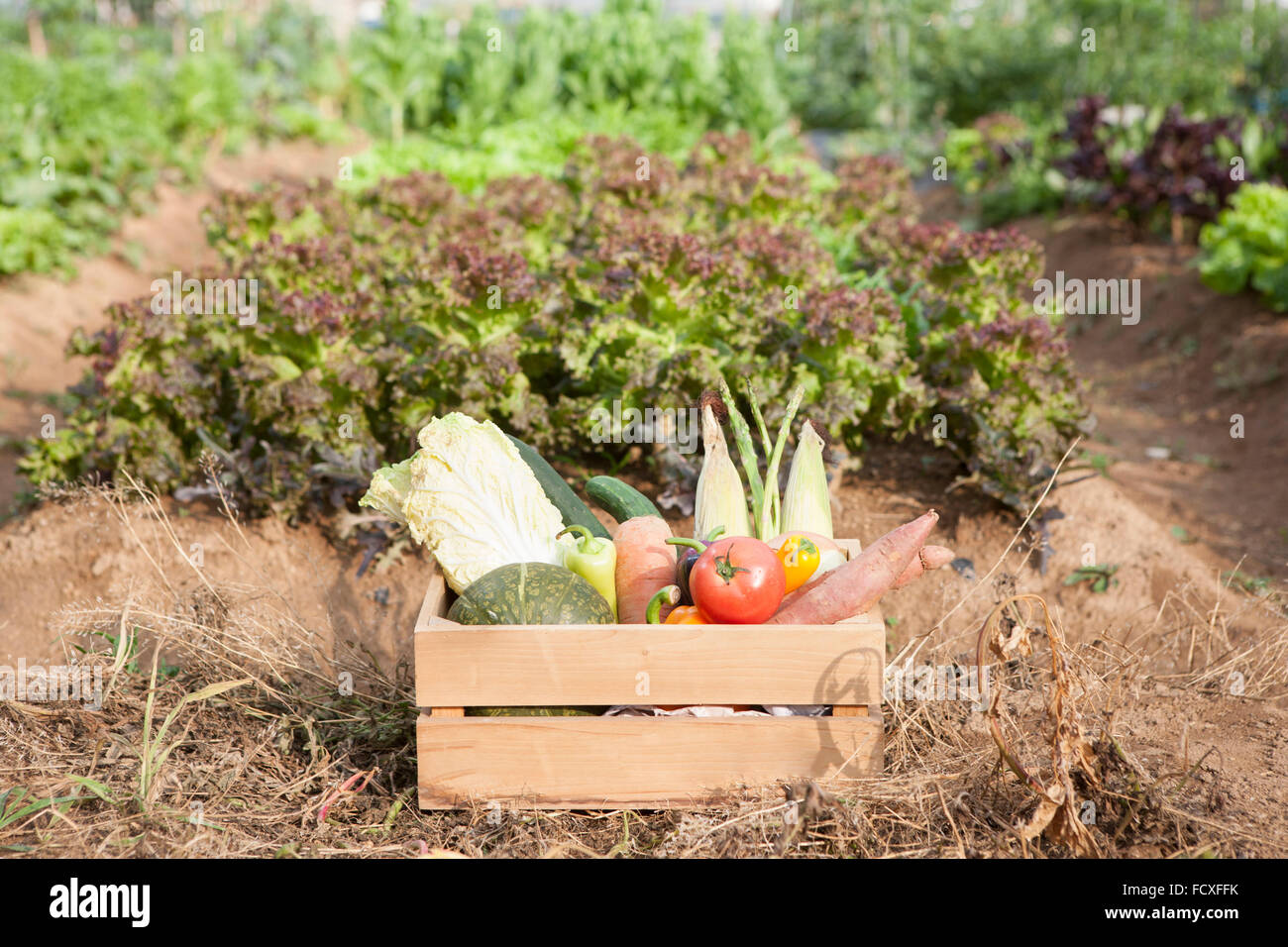 Vegetables in a box hi-res stock photography and images - Alamy