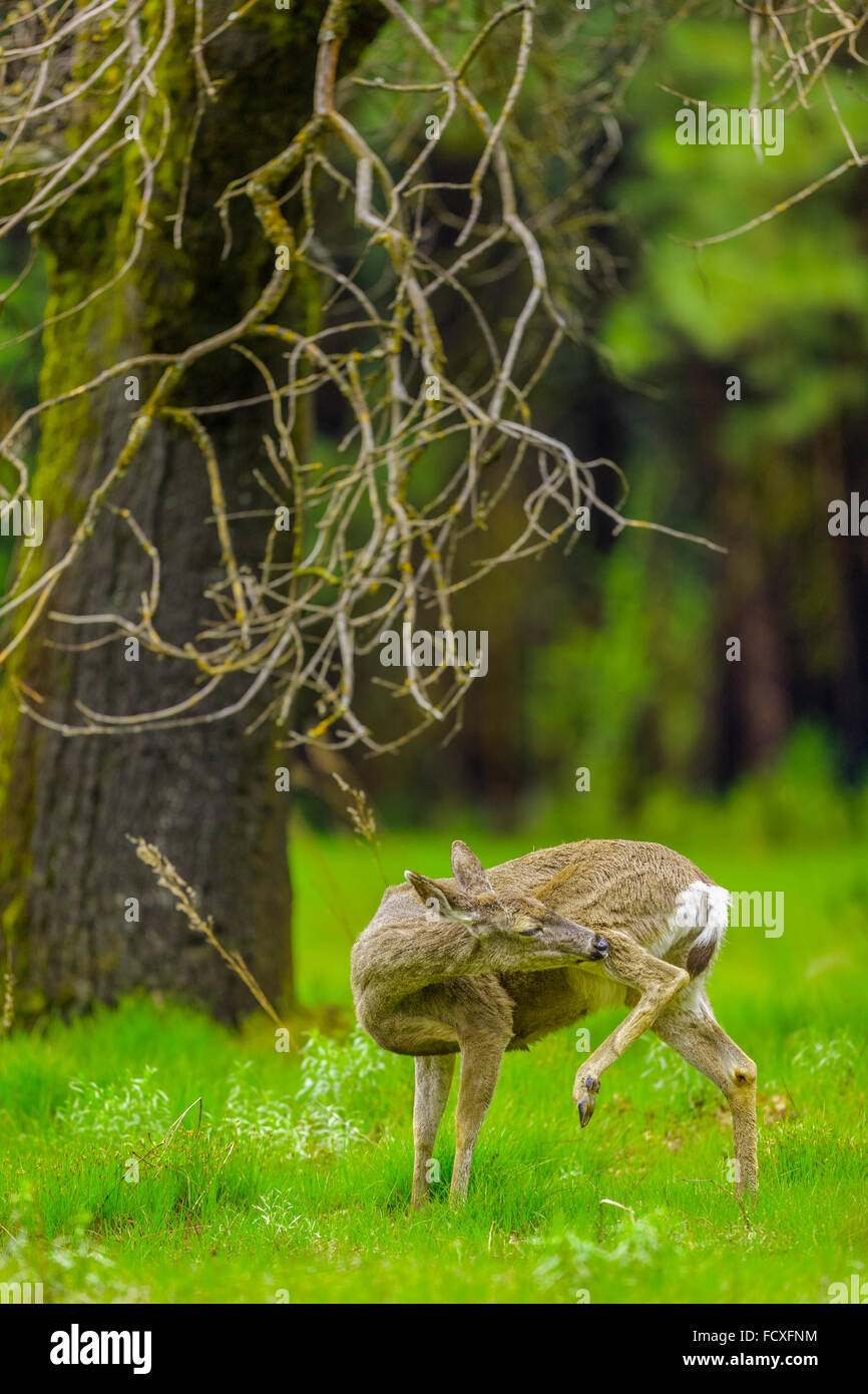 Black tail deer hi-res stock photography and images - Alamy