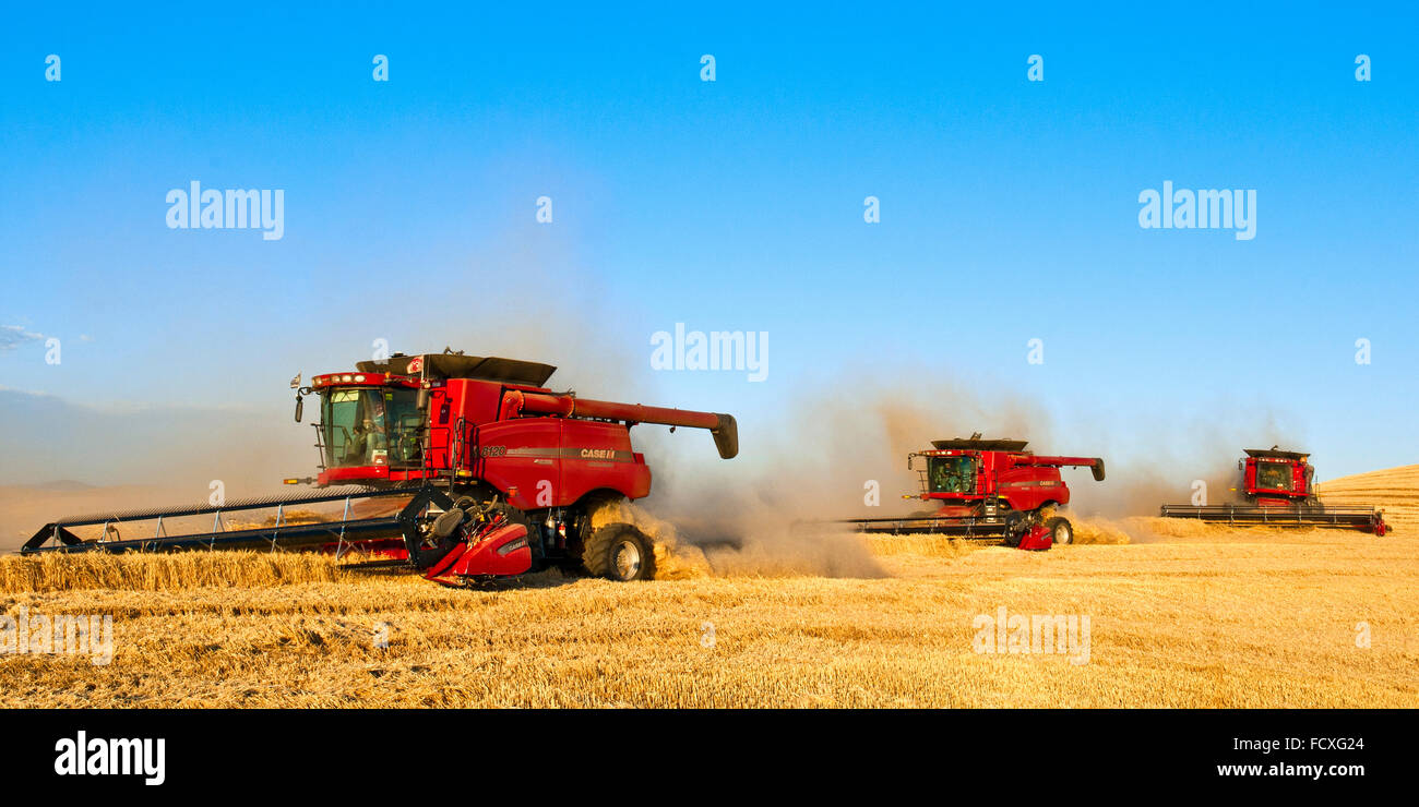 Multiple Case combines harvesting wheat on the hills of the Palouse ...
