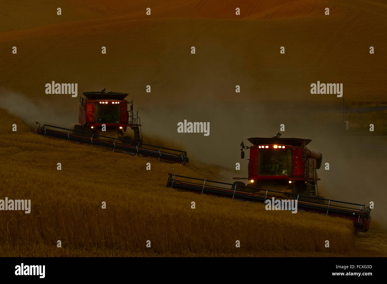 Multiple Case combines harvesting wheat on the hills of the Palouse ...