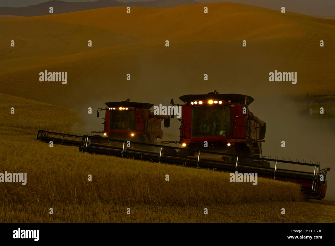 Multiple Case combines harvesting wheat on the hills of the Palouse ...