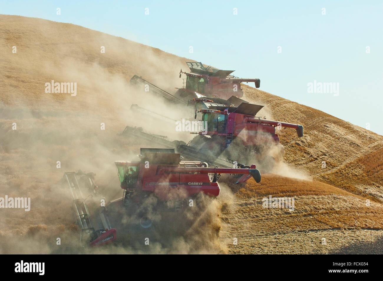 Multiple Case combines harvesting wheat on the hills of the Palouse ...