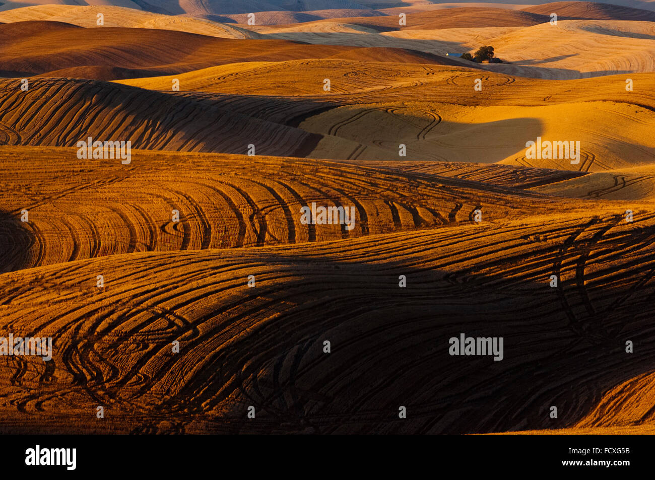 Wheat fields in the Palouse region of Washington Stock Photo - Alamy