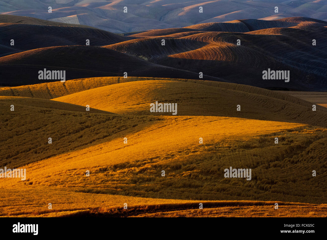 Wheat fields in the Palouse region of Washington Stock Photo - Alamy