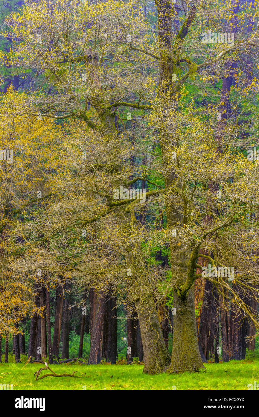 Wild flowers in Forest in Yosemite Valley, Yosemite National Park ...