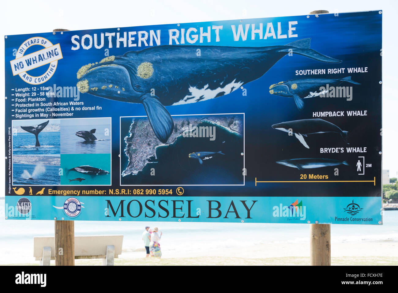 Mossel bay whale hi-res stock photography and images - Alamy