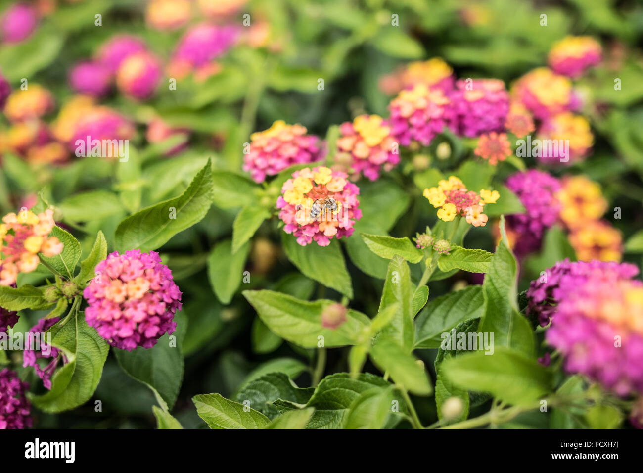 Jacob flower hi-res stock photography and images - Alamy