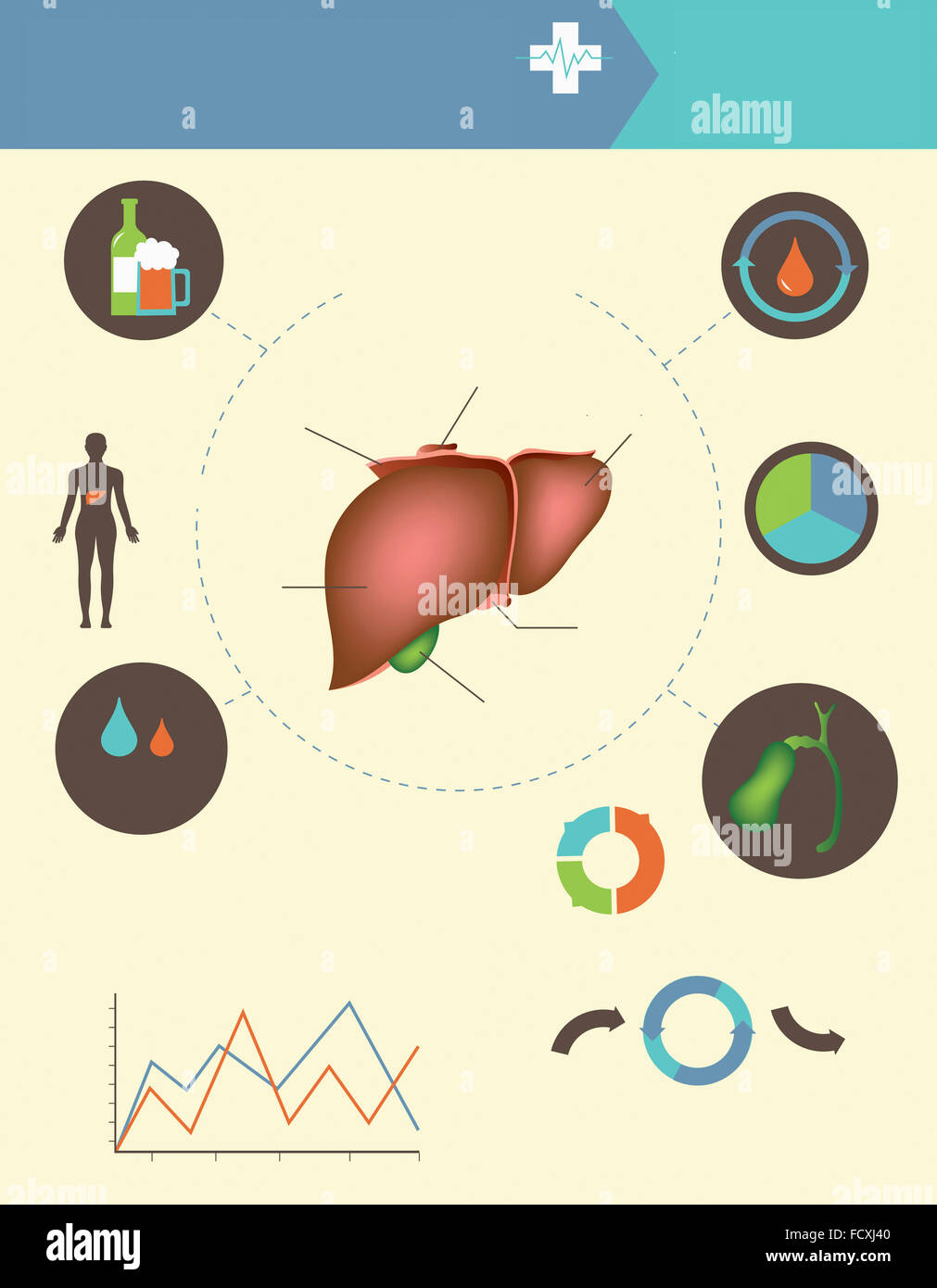 Infographic datum related to liver and gall bladder Stock Photo - Alamy
