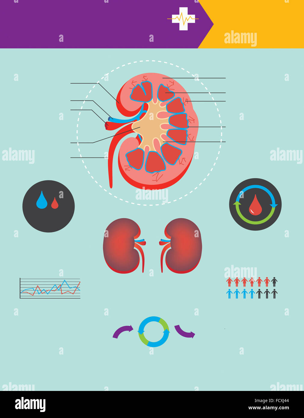Infographic datum related to human kidneys Stock Photo - Alamy