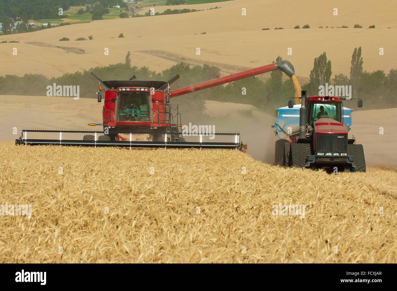 A combine offloading wheat to a grain cart on the go during harvest in ...