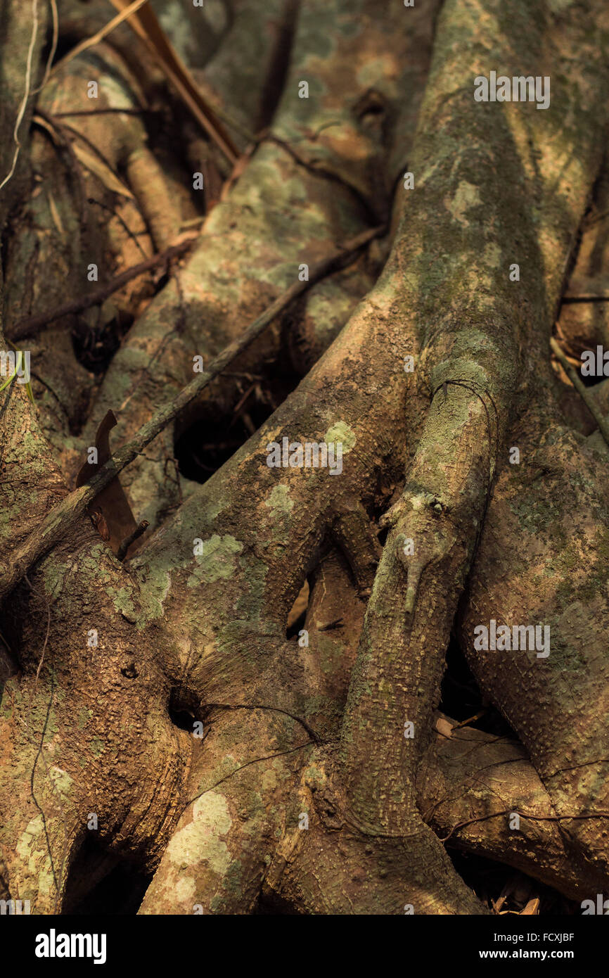 Close up image of textured Banyan tree roots with shadows in Bali ...
