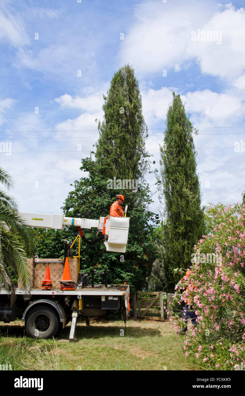 Worker with chain saw in a cherry picker about to prune a pine tree ...