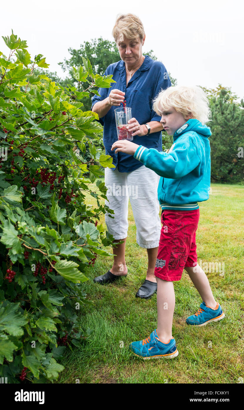 Children Picking Berries High Resolution Stock Photography and Images ...