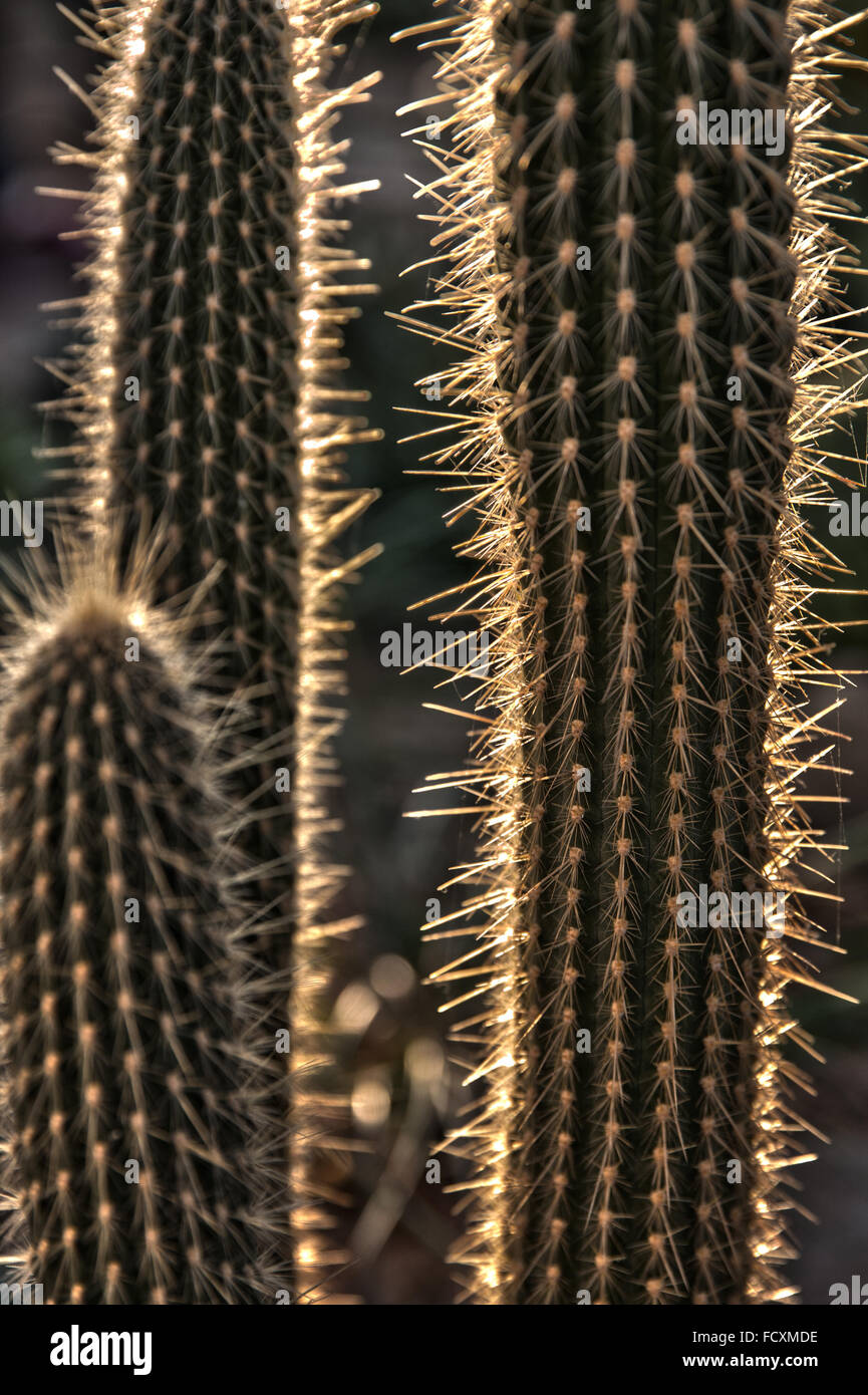 Il cactus hi-res stock photography and images - Alamy