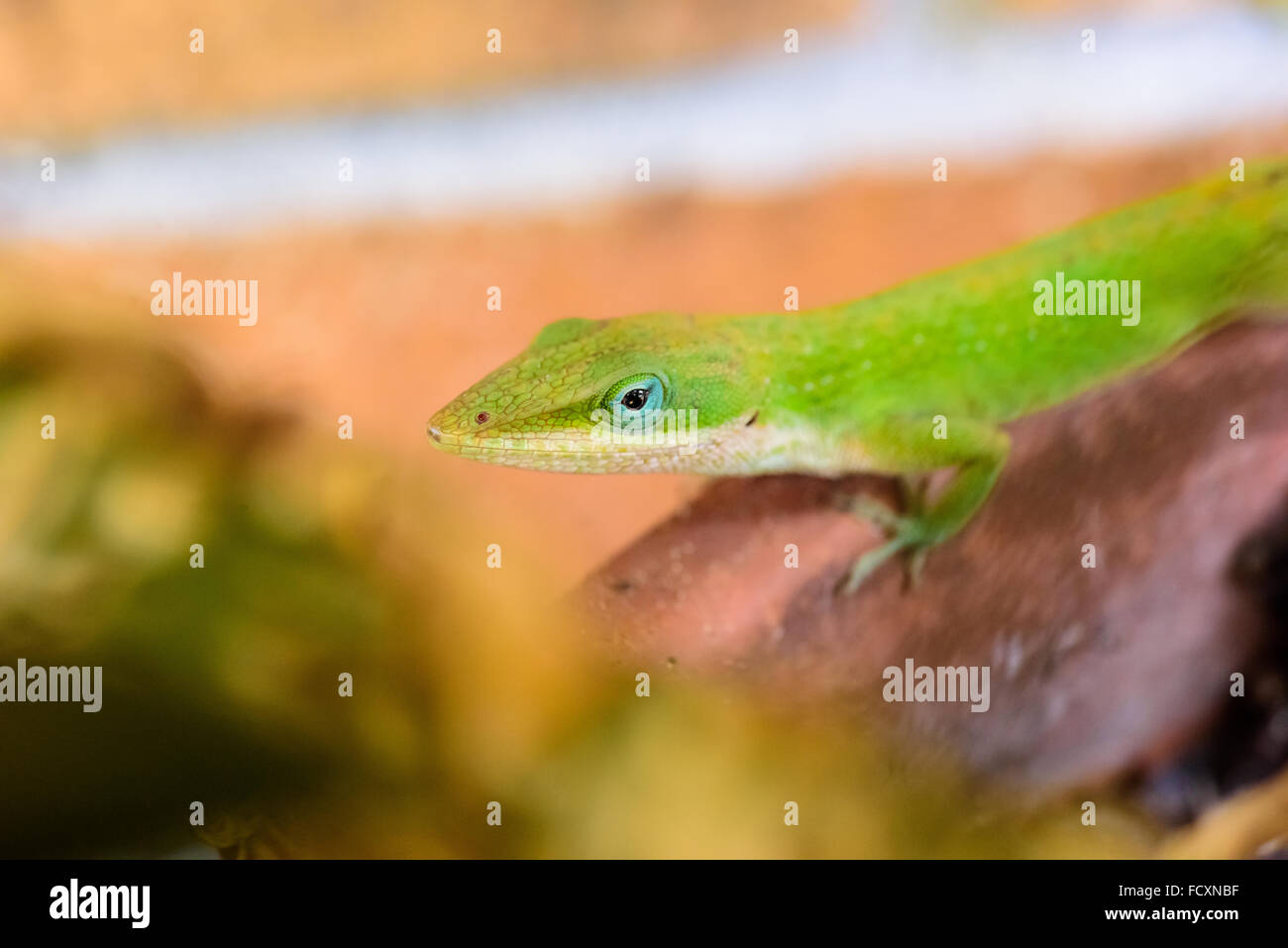 Red Throated Anole Stock Photos & Red Throated Anole Stock Images - Alamy