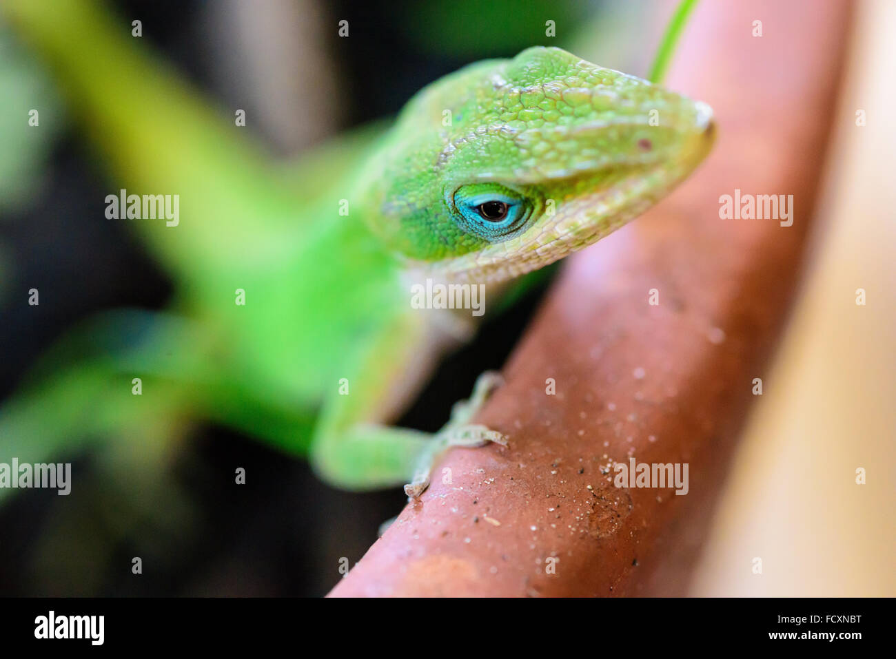 Red throated anole hi-res stock photography and images - Alamy