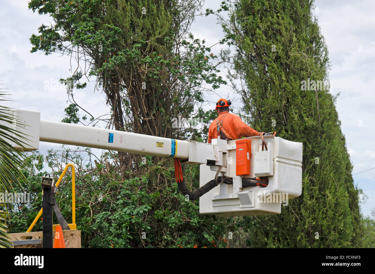 Man in Cherry Picker pruning trees away from power lines Stock Photo ...