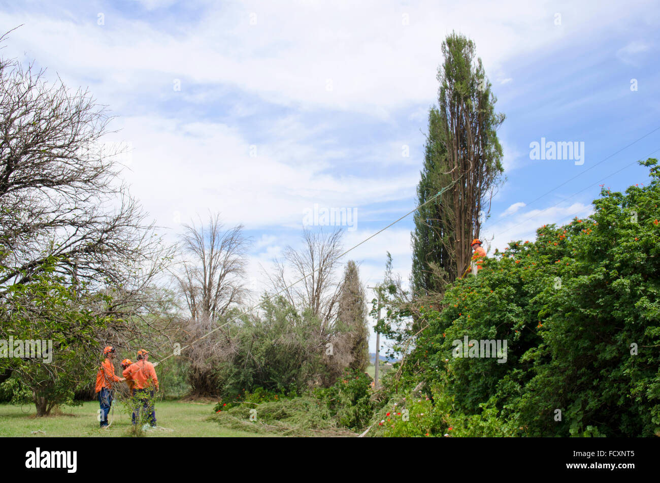 Cutting tree hi-res stock photography and images - Alamy