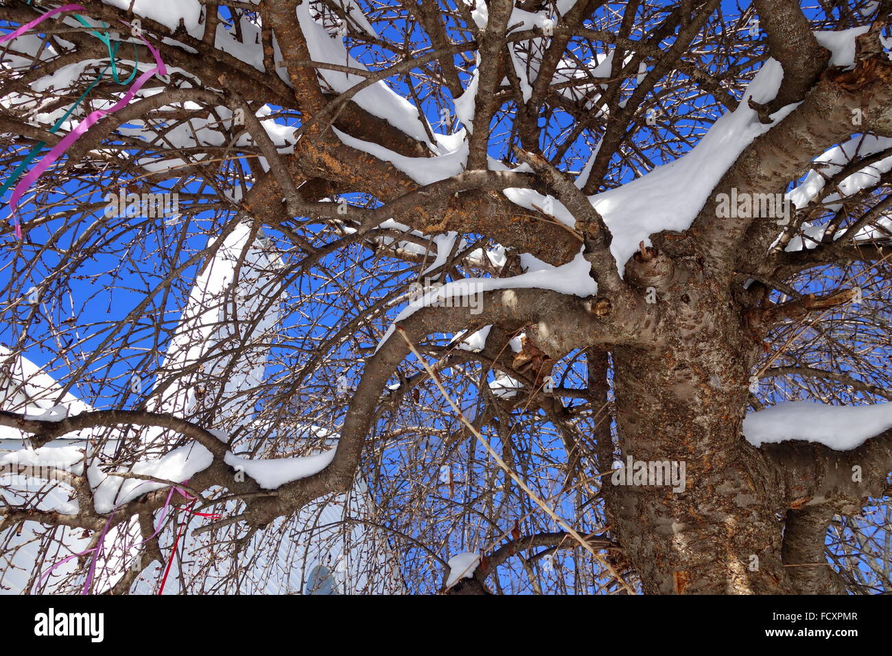 Weeping Cherry tree covered with snow, post snowstorm Jonas 2016 in the ...