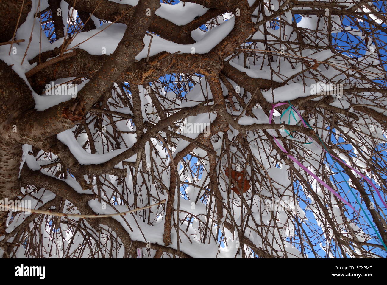 Weeping Cherry tree covered with snow, post snowstorm Jonas 2016 in the ...