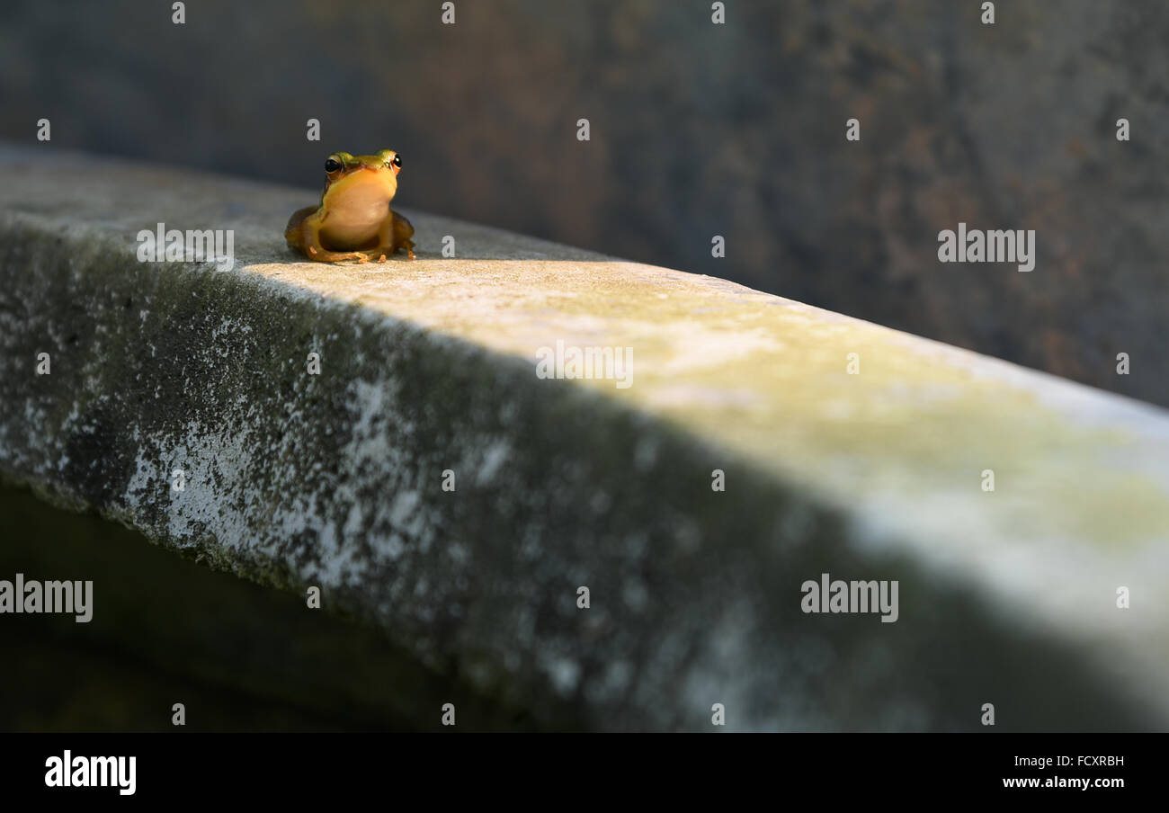 small green grog sitting Stock Photo - Alamy