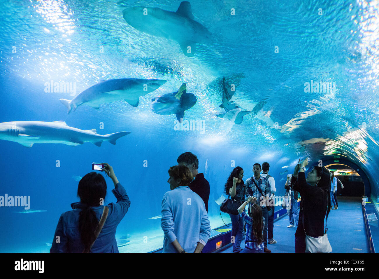 Underwater tunnel of 38 meters in oceans area,Visitors enjoy marine ...