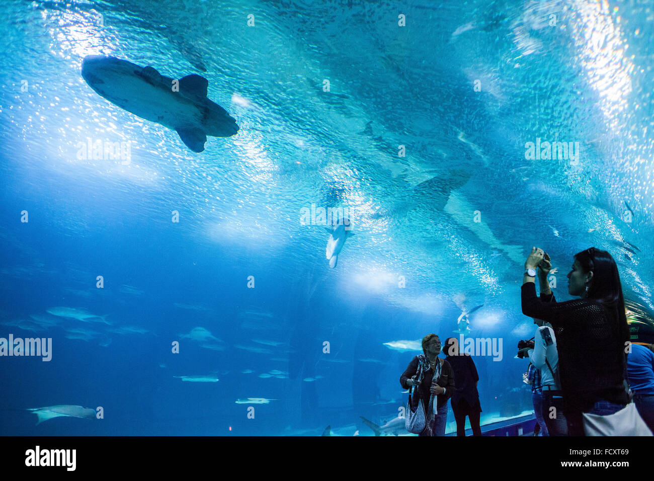 Underwater tunnel of 38 meters in oceans area,Visitors enjoy marine ...