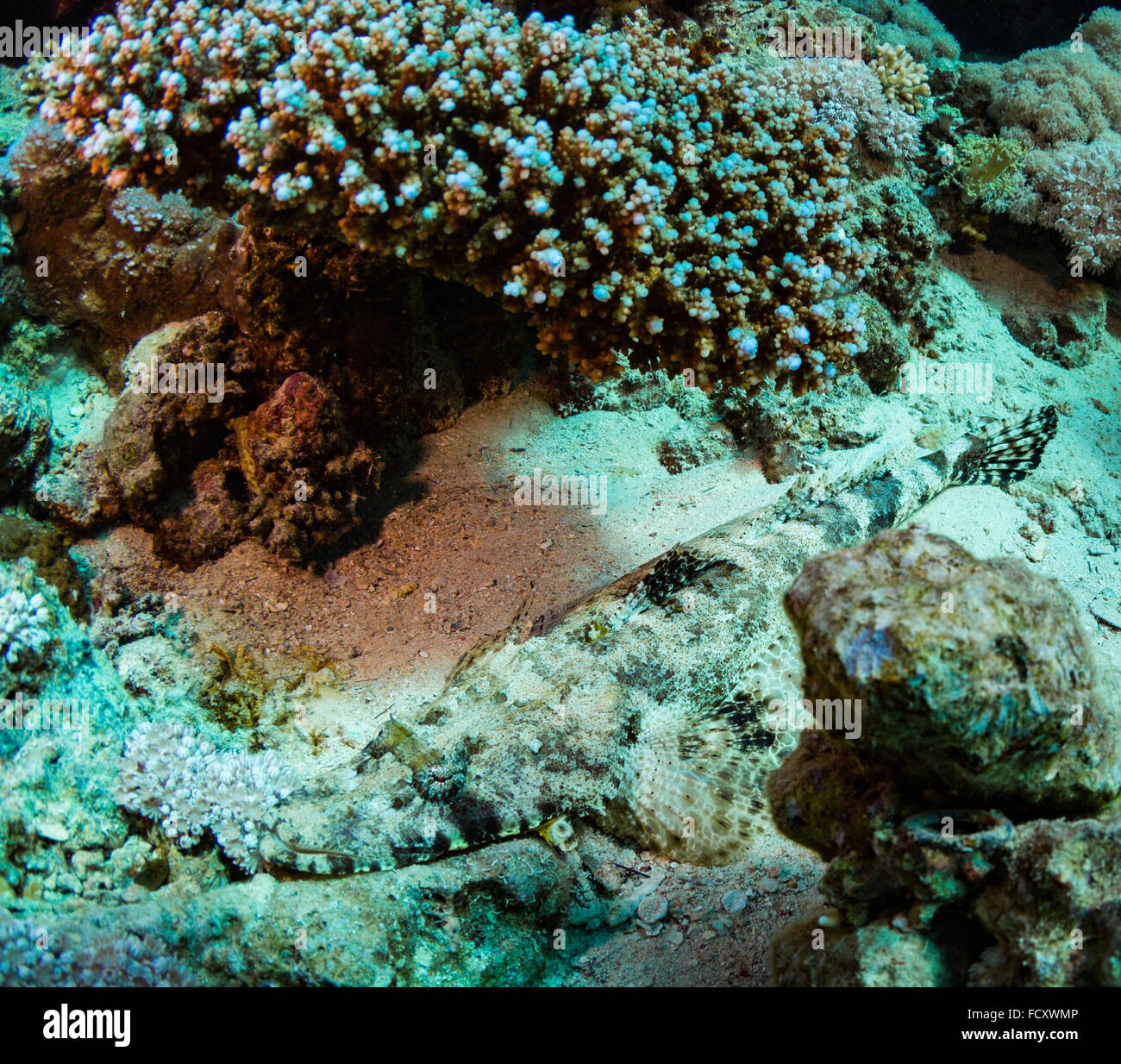 Flower reef hi-res stock photography and images - Alamy