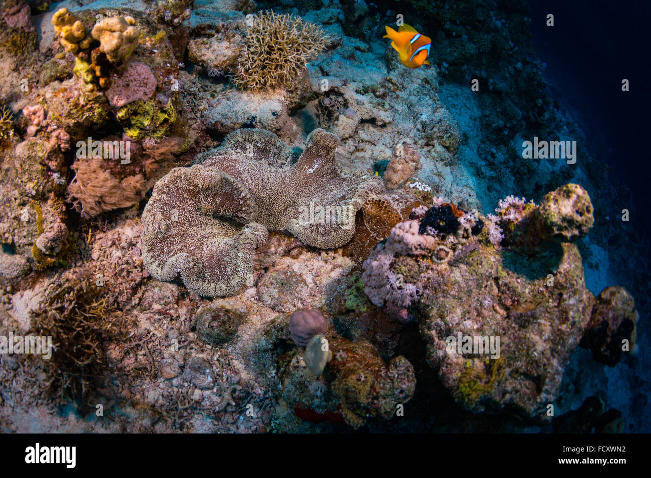 The reefs of the Red Sea Stock Photo - Alamy