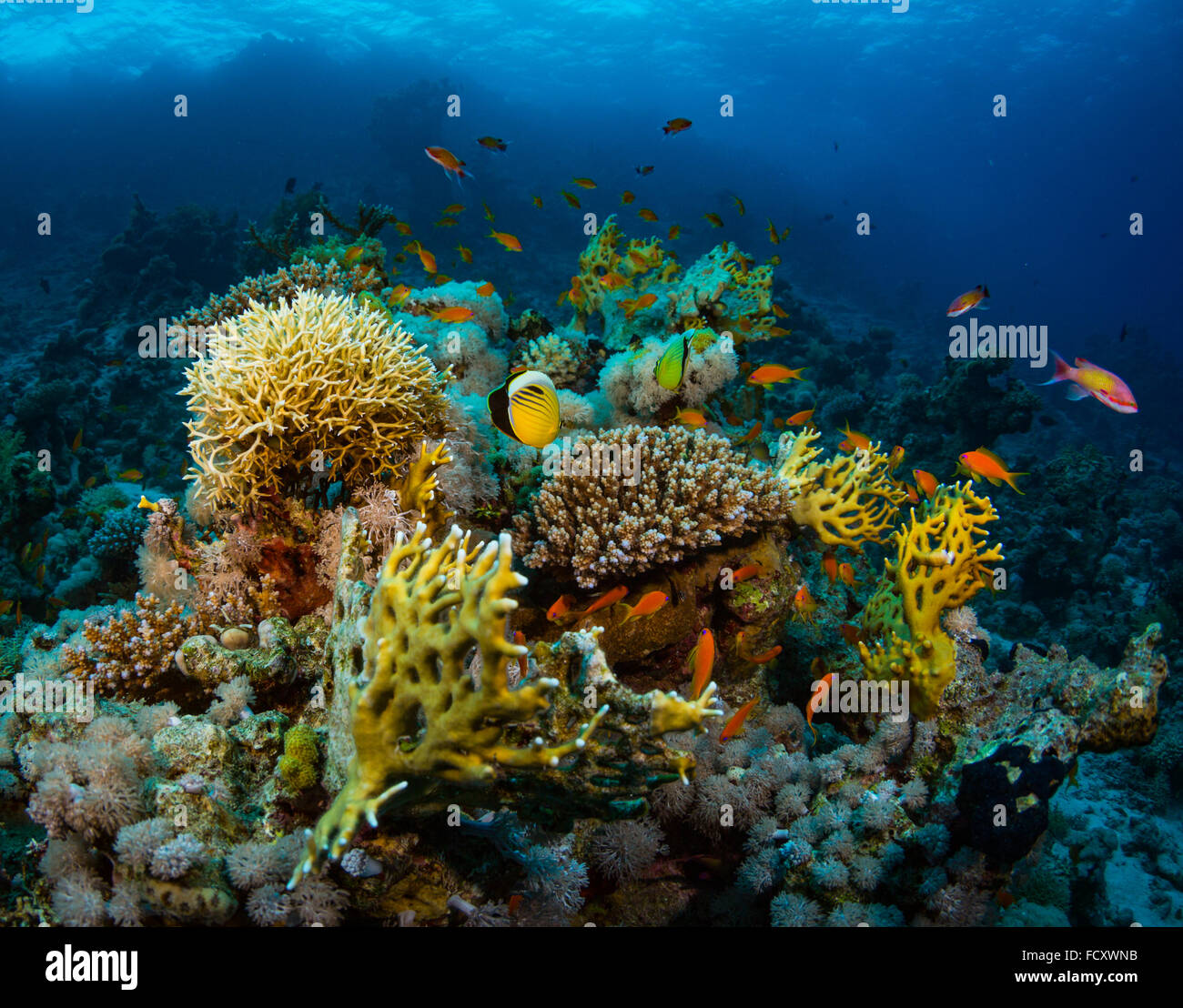 The reefs of the Red Sea Stock Photo - Alamy