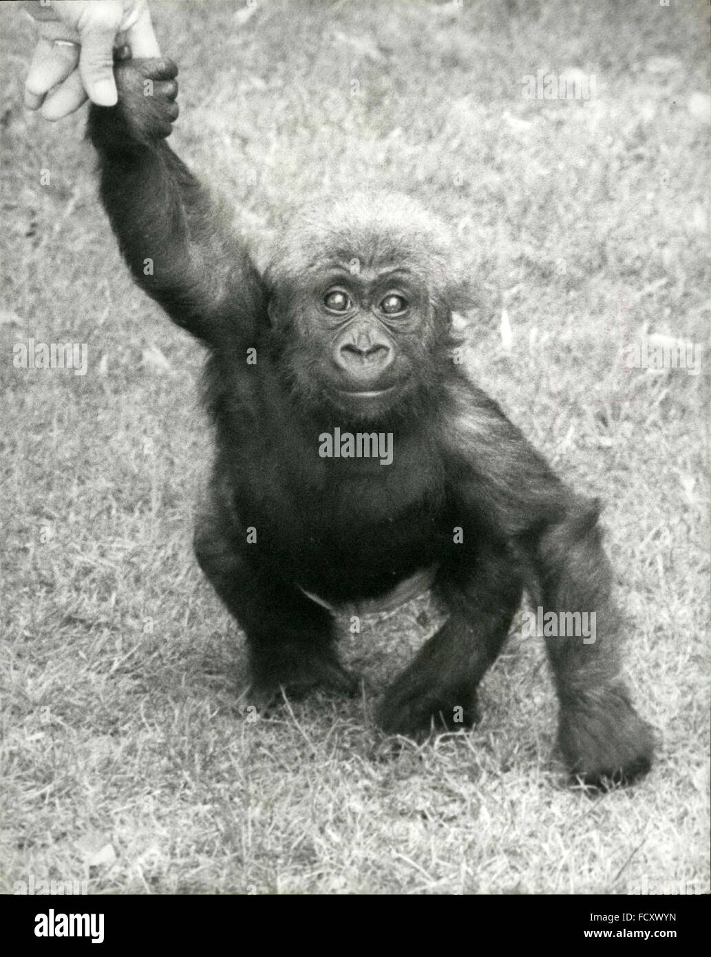 1962 - His First Steps: Saul the London Zoo's baby Gorilla, tries to ...