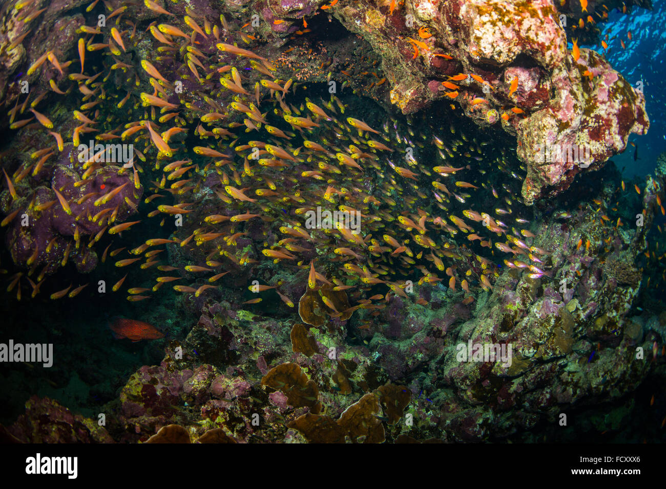 The reefs of the Red Sea Stock Photo - Alamy