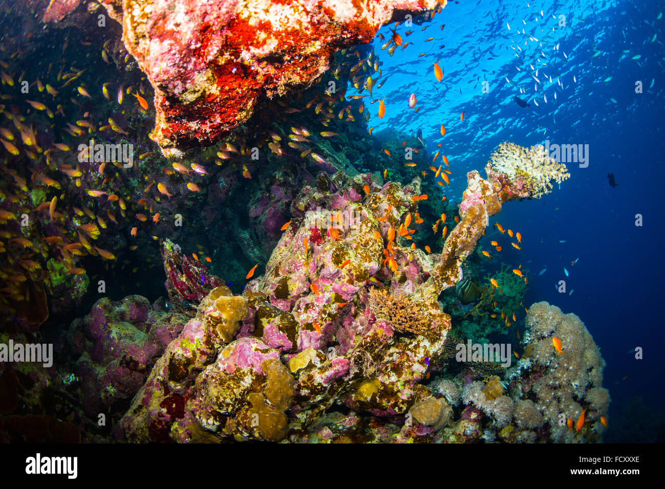 The reefs of the Red Sea Stock Photo - Alamy
