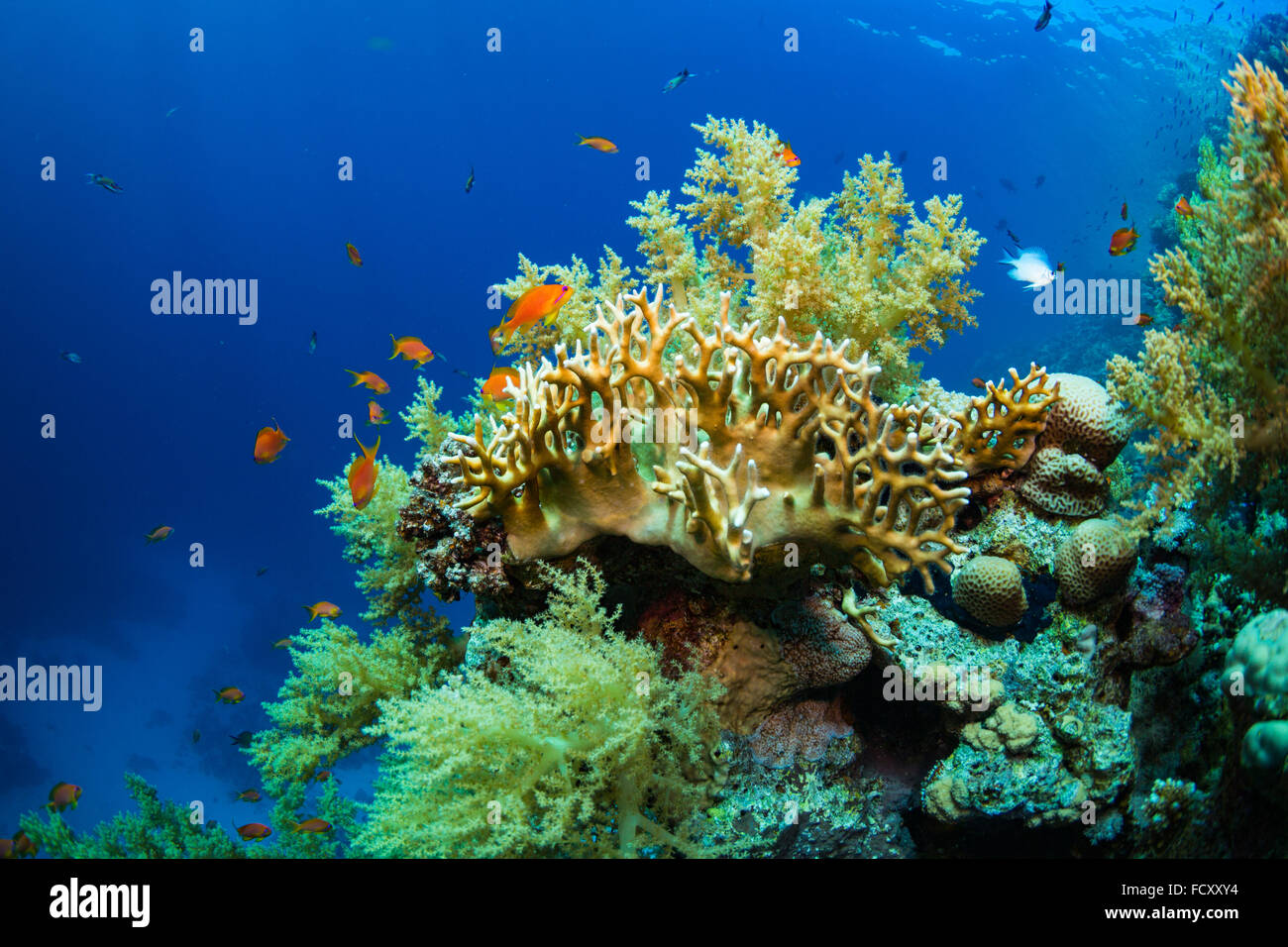 The reefs of the Red Sea Stock Photo - Alamy