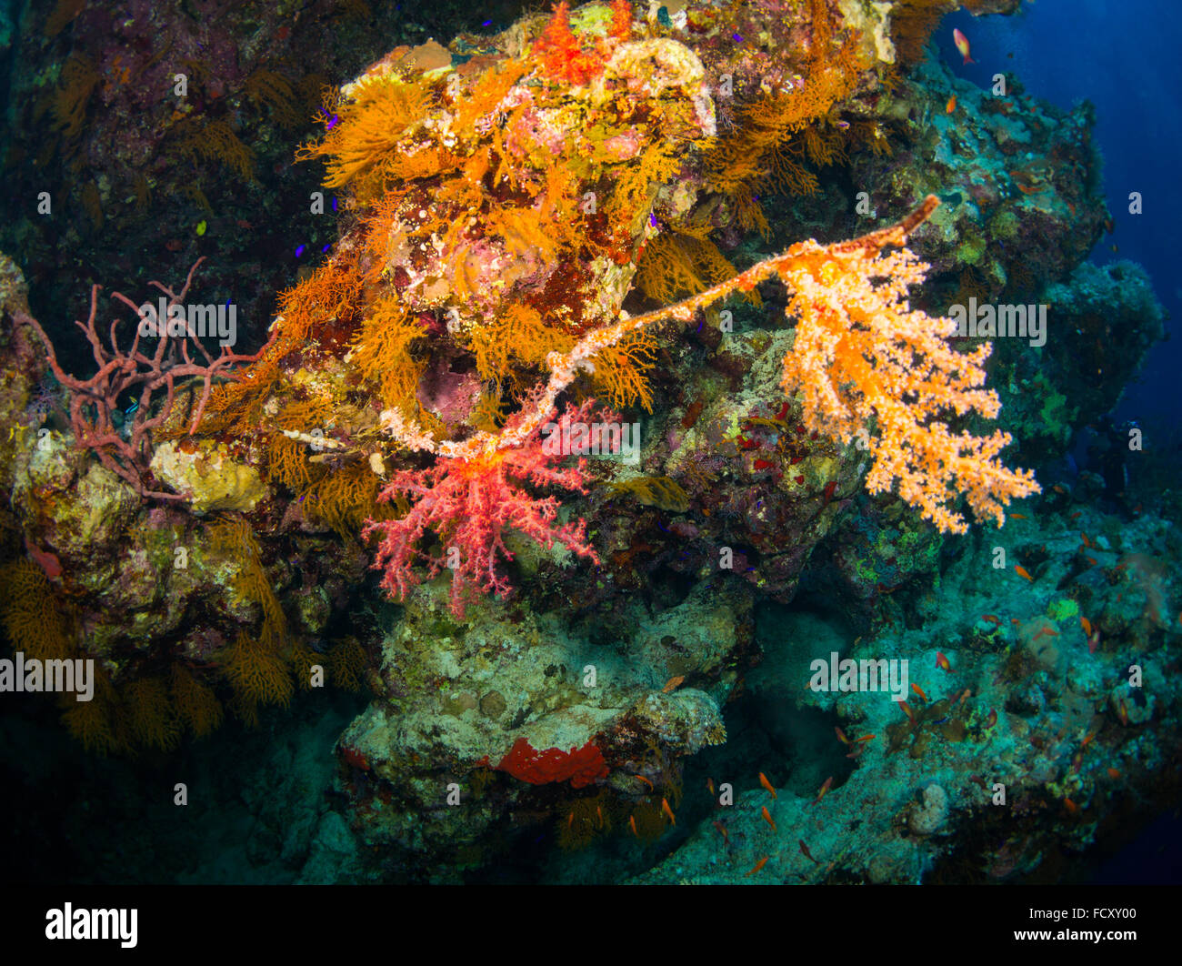 The reefs of the Red Sea Stock Photo - Alamy