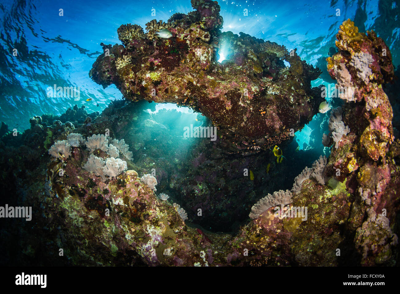 The reefs of the Red Sea Stock Photo - Alamy
