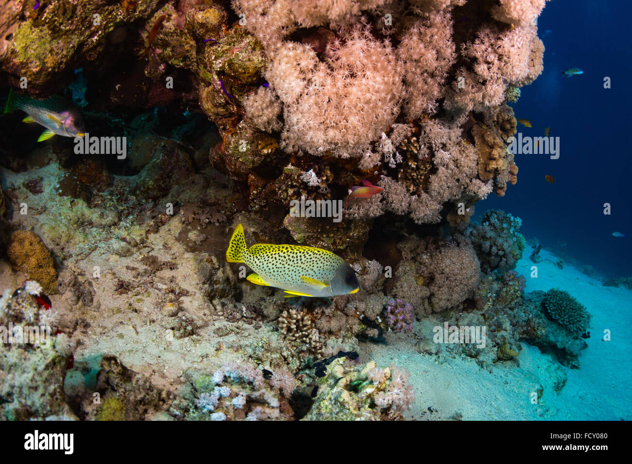 The reefs of the Red Sea Stock Photo - Alamy