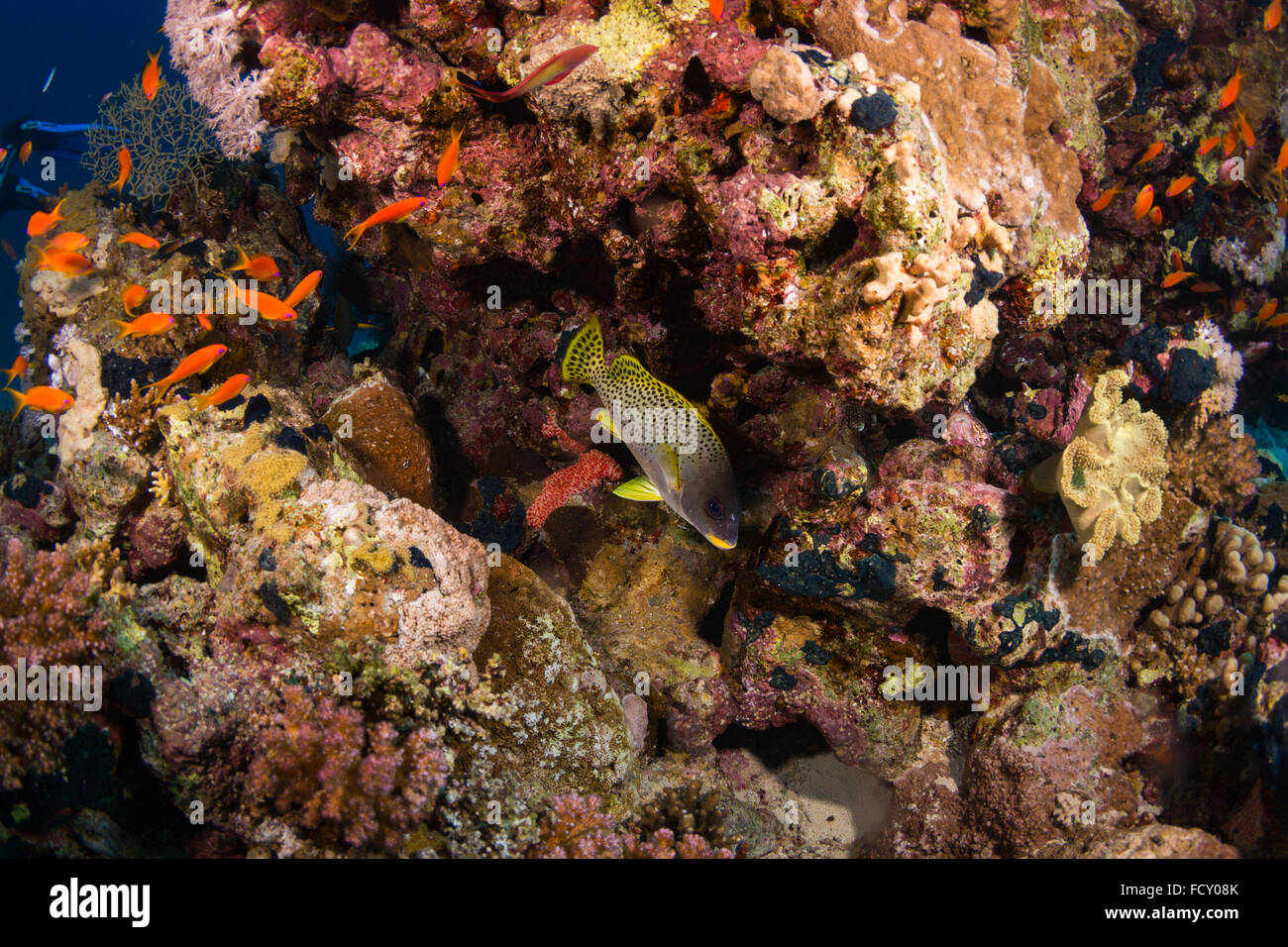 The reefs of the Red Sea Stock Photo - Alamy