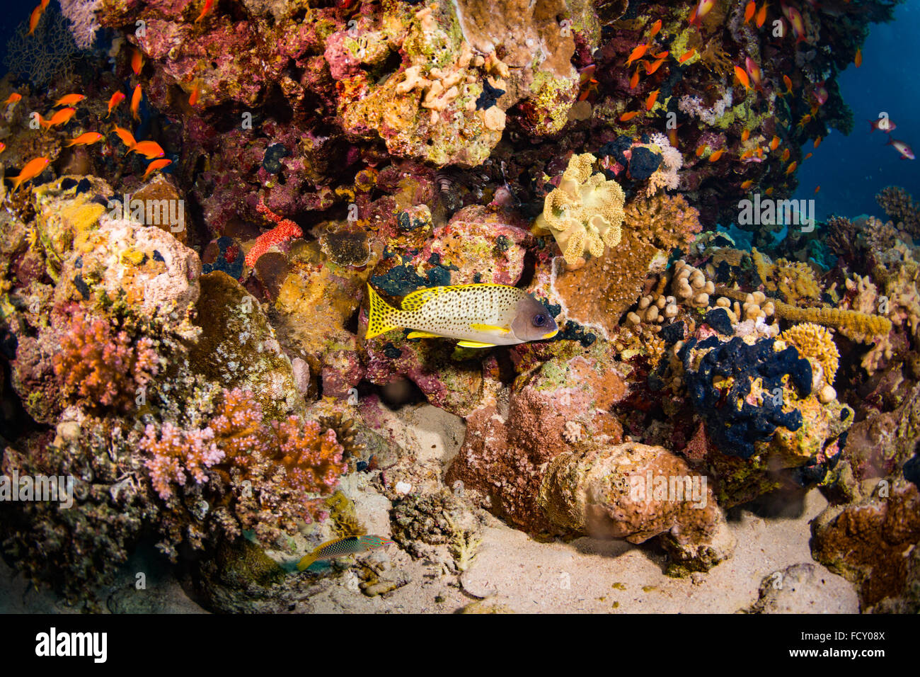 The reefs of the Red Sea Stock Photo - Alamy