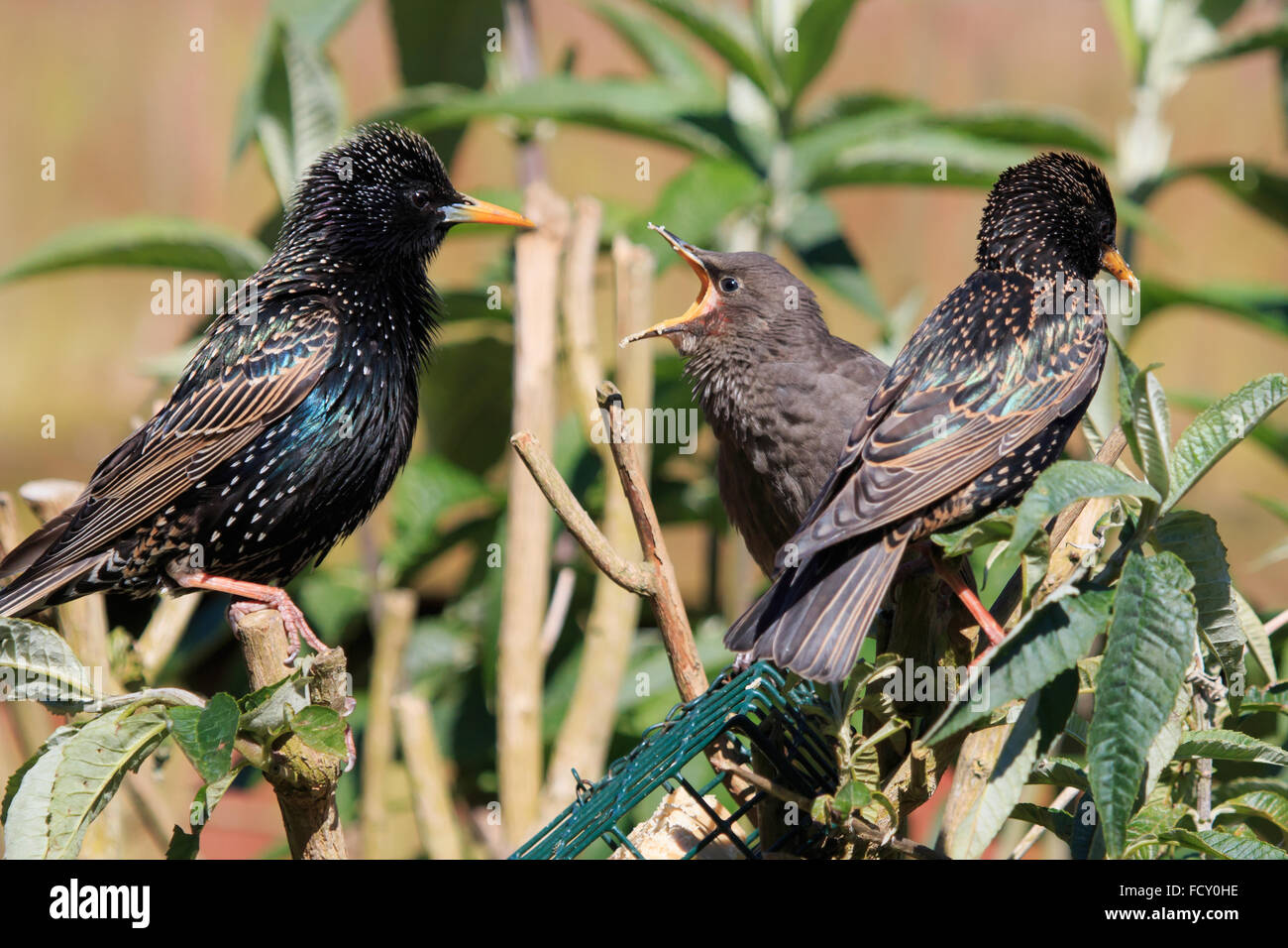 Juvenile starling uk garden hi-res stock photography and images - Alamy